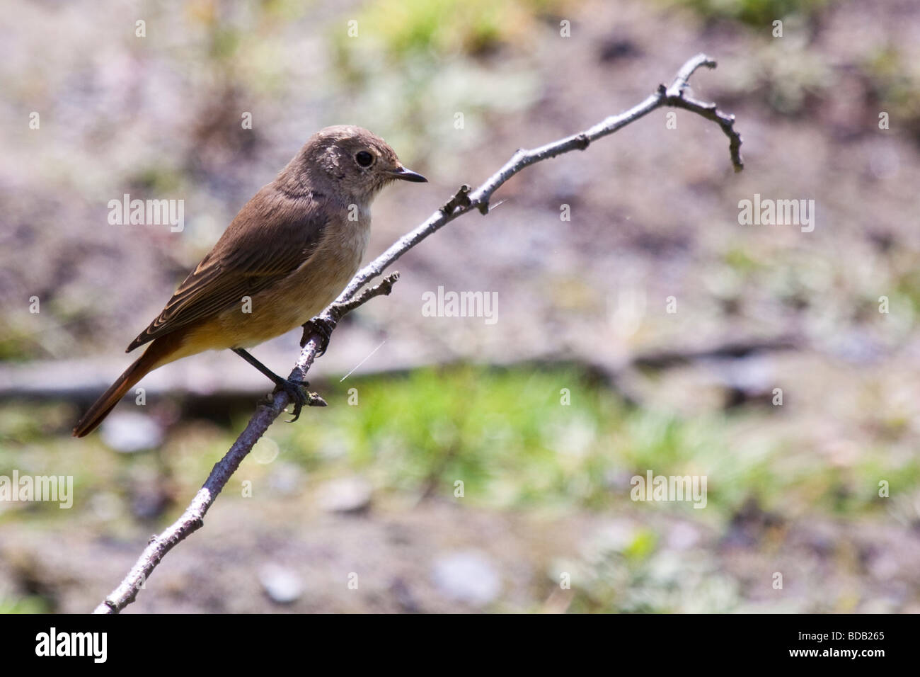 juvenile Redstart - Phoenicurus phoenicurus Stock Photo - Alamy