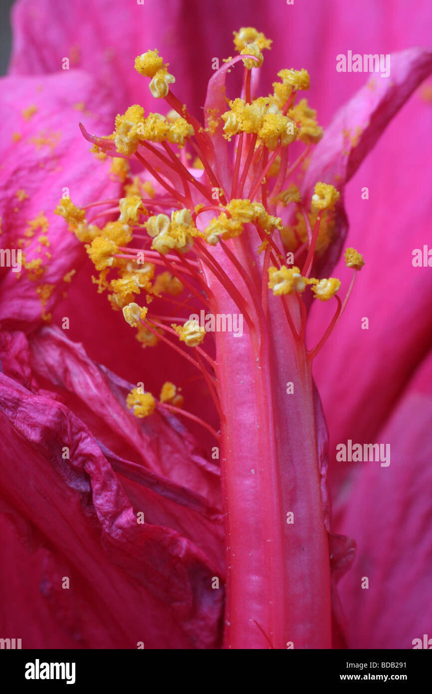 Close-up of flowers showing their stems with pollen Stock Photo - Alamy