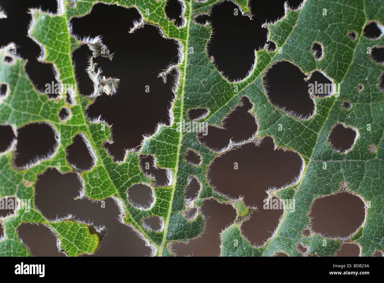 Leaf Eaten Up By Ladybirds Stock Photo Alamy leaf-eaten-up-by-ladybirds-stock-photo-alamy