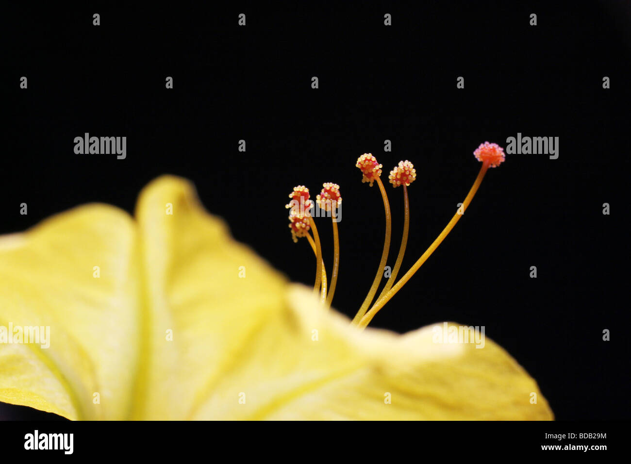 Close-up of flowers showing their stems with pollen Stock Photo - Alamy