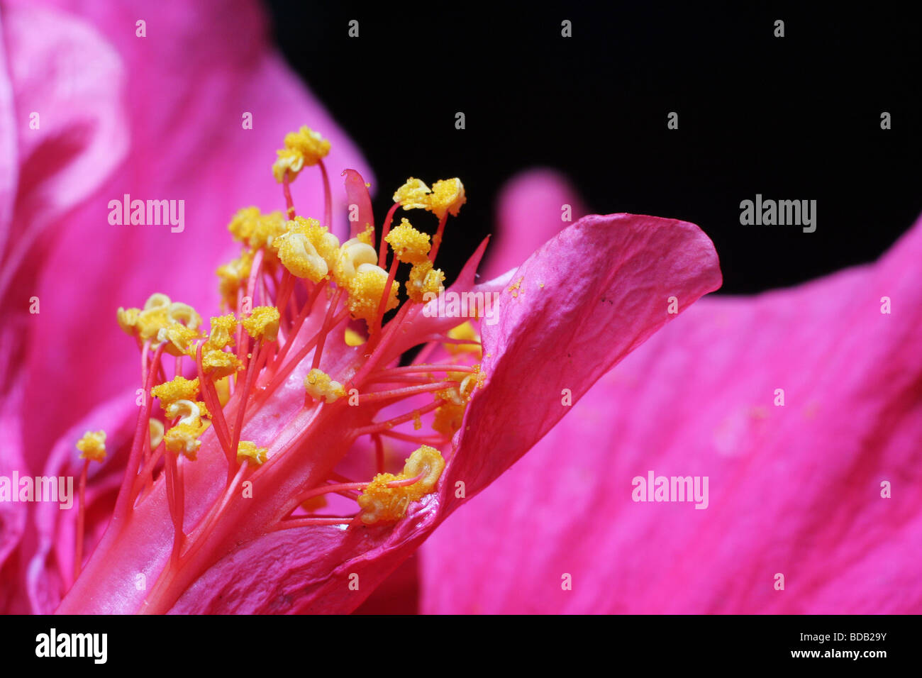 Close-up of flowers showing their stems with pollen Stock Photo - Alamy