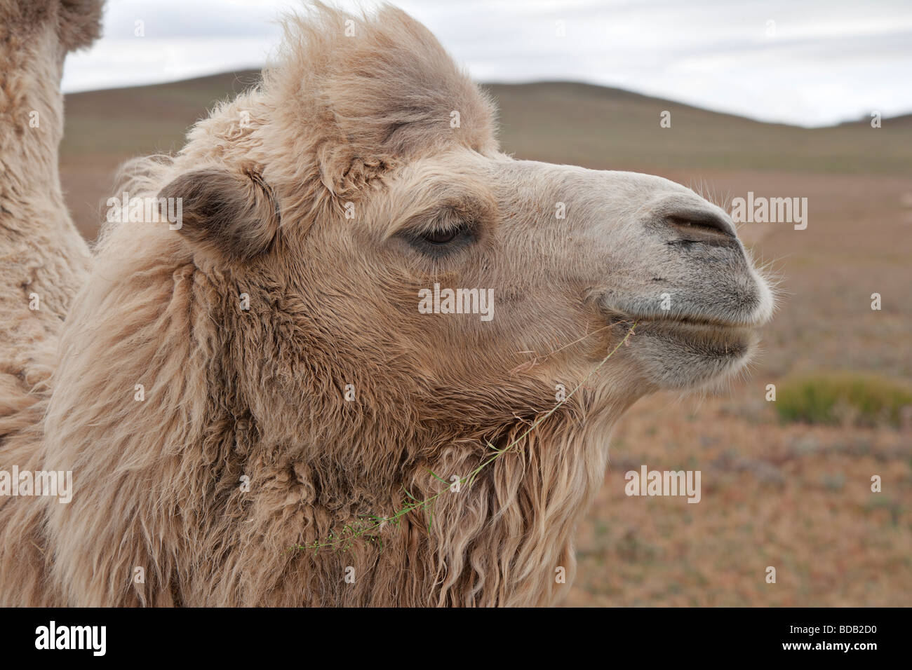 Two humped camel hi-res stock photography and images - Alamy