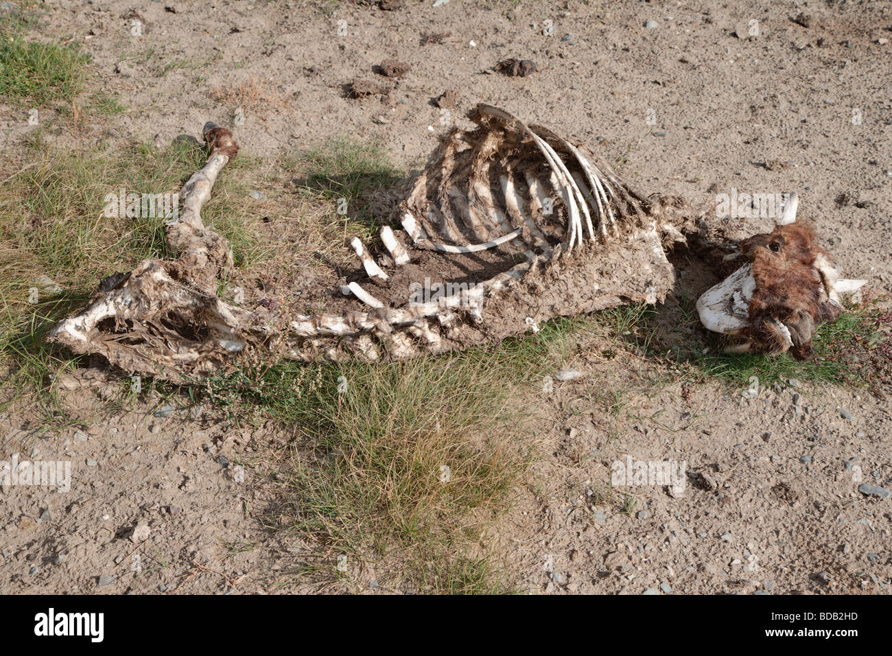 Yak skeleton on the Mongolian steppe, north central Mongolia. Mongolia ...