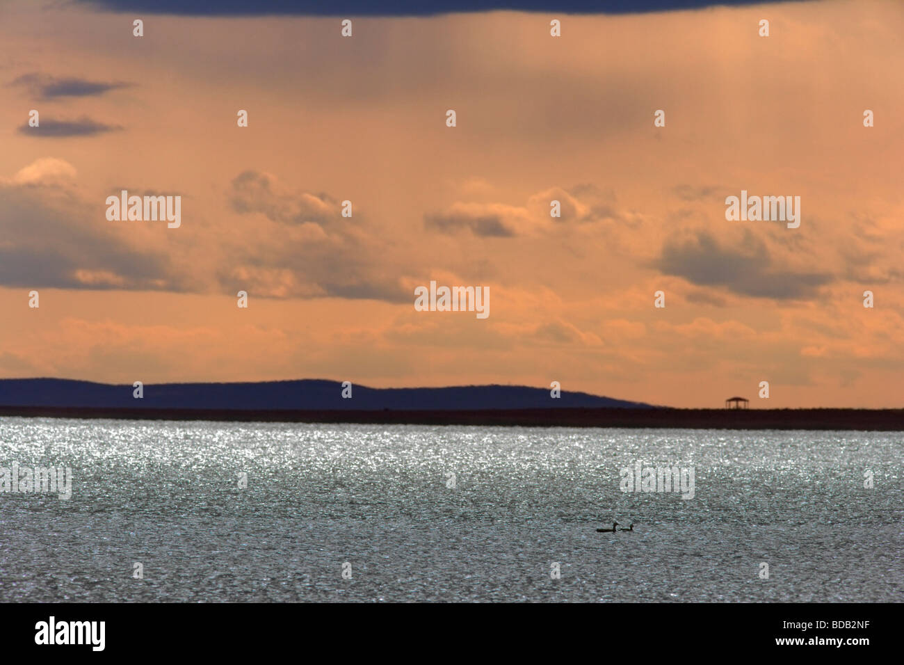 Mongolia steppe birds hi-res stock photography and images - Alamy