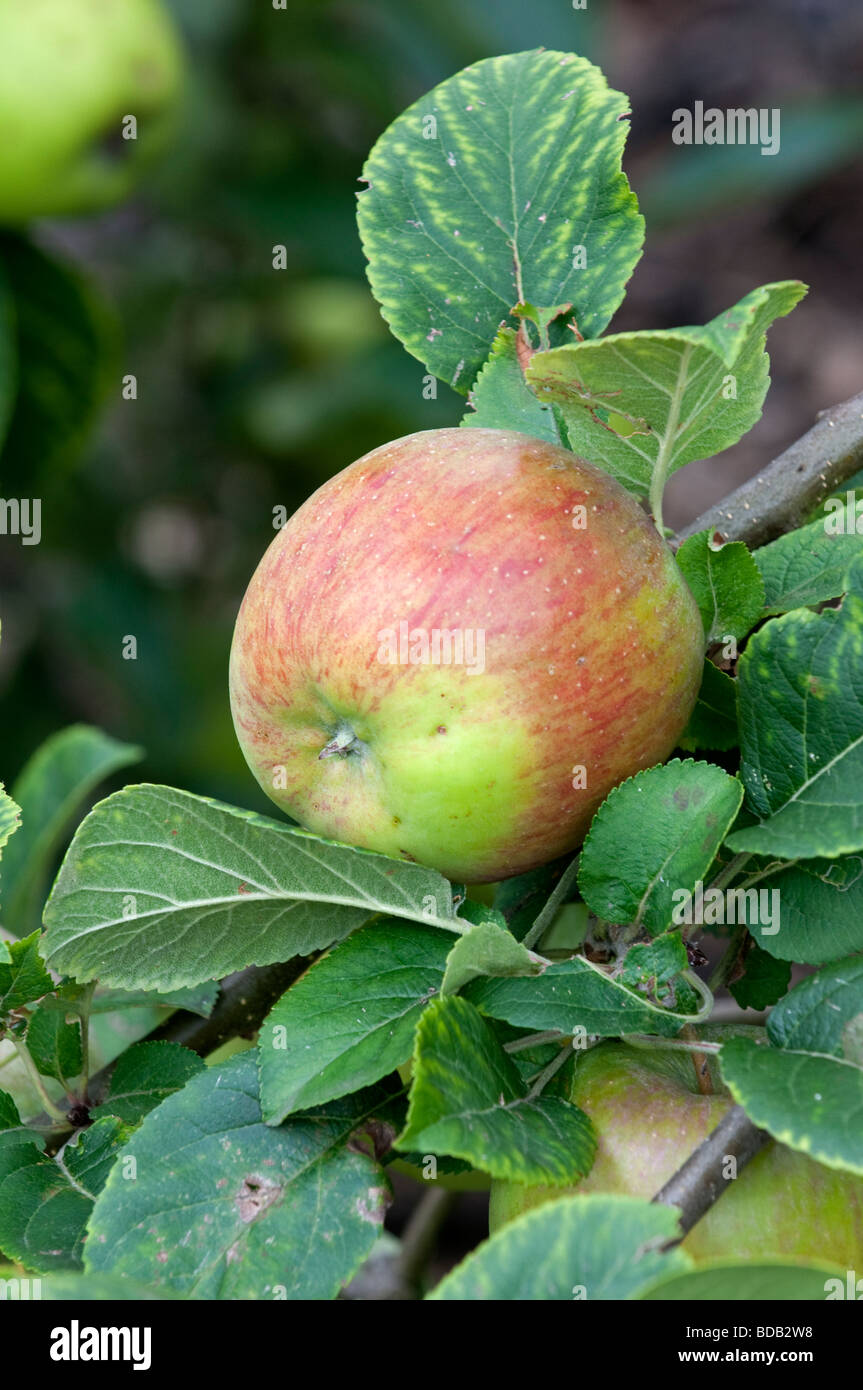 Apple "Lord Lambourne Stock Photo - Alamy