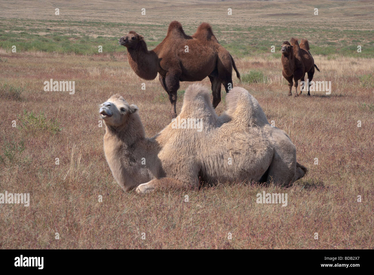 Two hump camels hi-res stock photography and images - Alamy