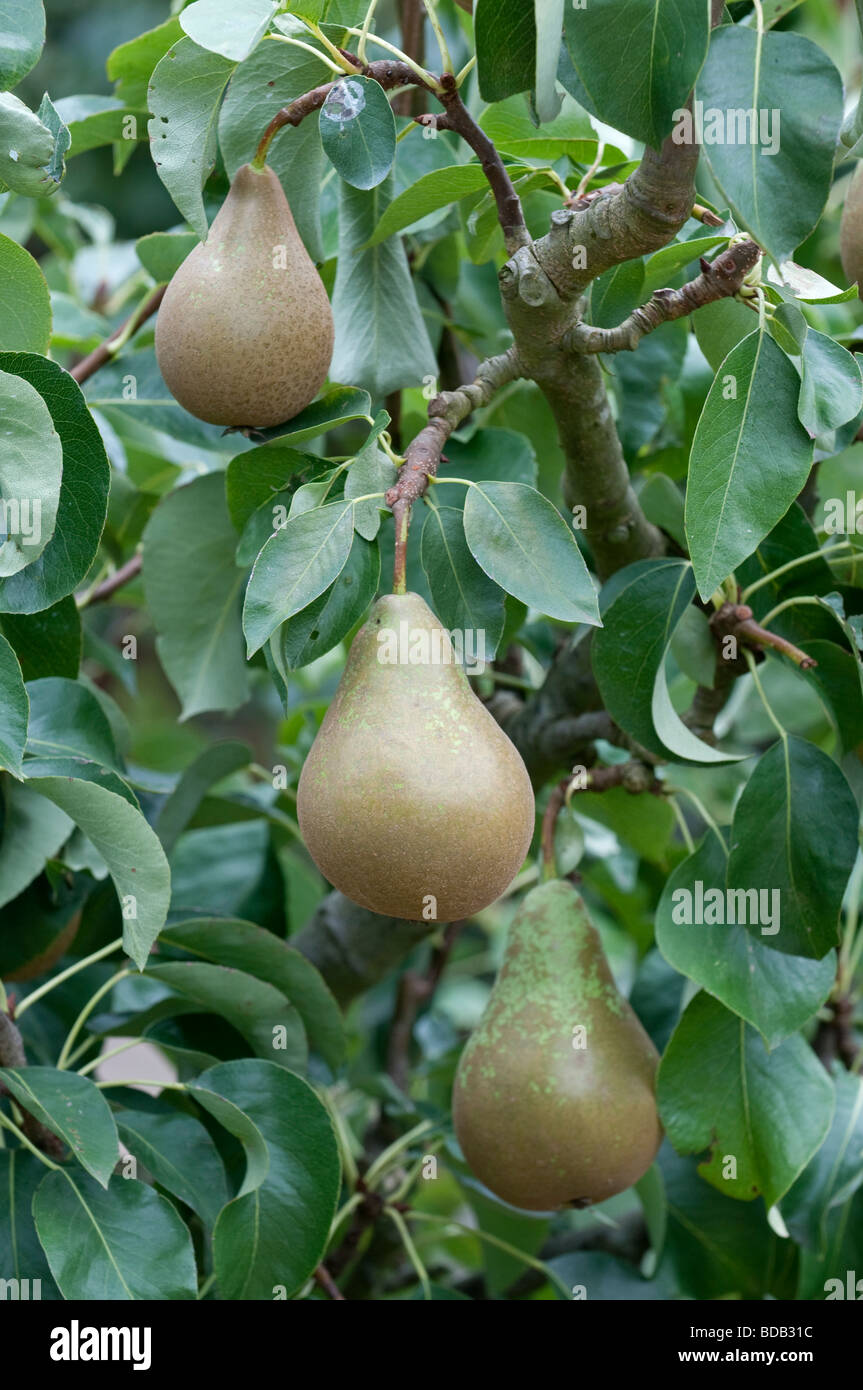 Conference pear harvest hi-res stock photography and images - Alamy