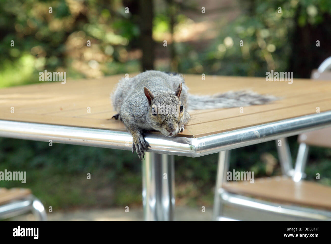 Squirrel crouching on a garden table, England, UK Stock Photo - Alamy