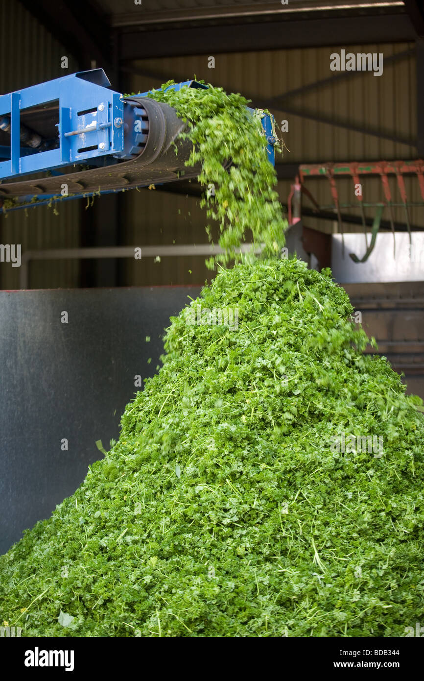 Herb herbs hi-res stock photography and images - Alamy