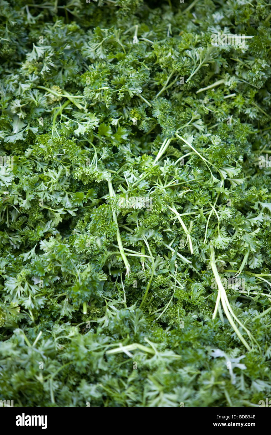 Fresh Parsley going to a dried herb factory Stock Photo - Alamy