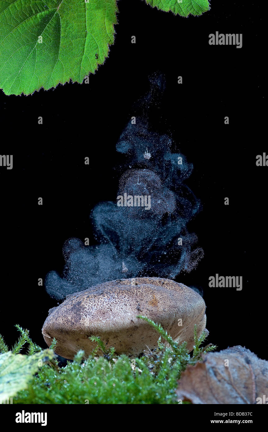 Fungus puffball spores reproduction hi-res stock photography and images ...