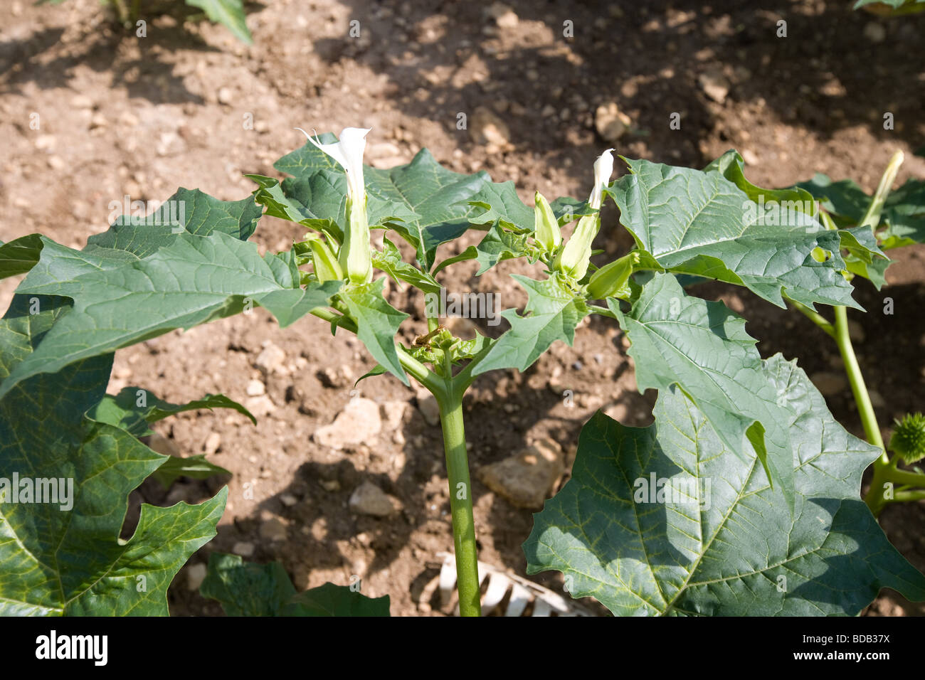 Thorn apple hi-res stock photography and images - Alamy