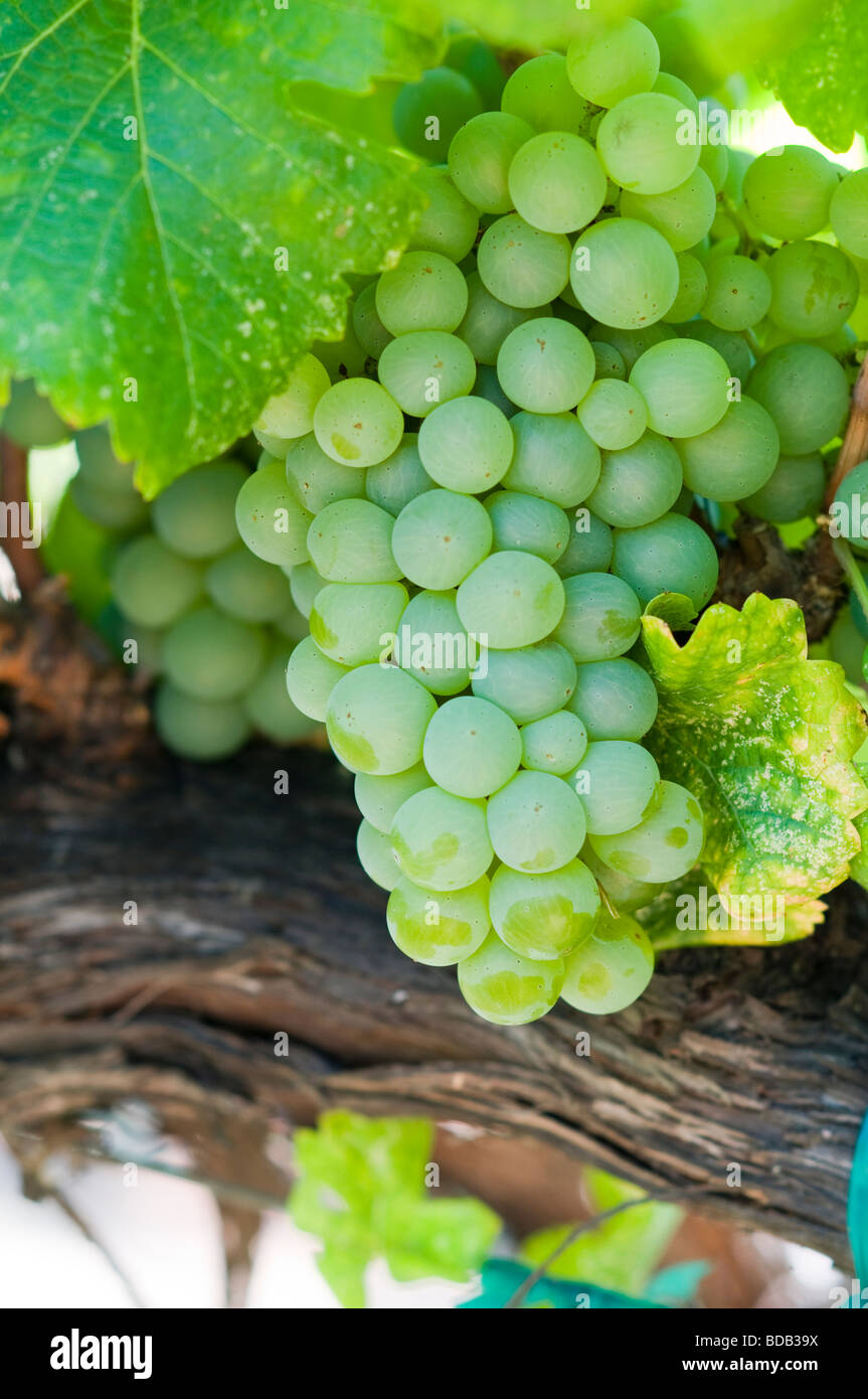 Semillon Stock Photos & Semillon Stock Images - Alamy