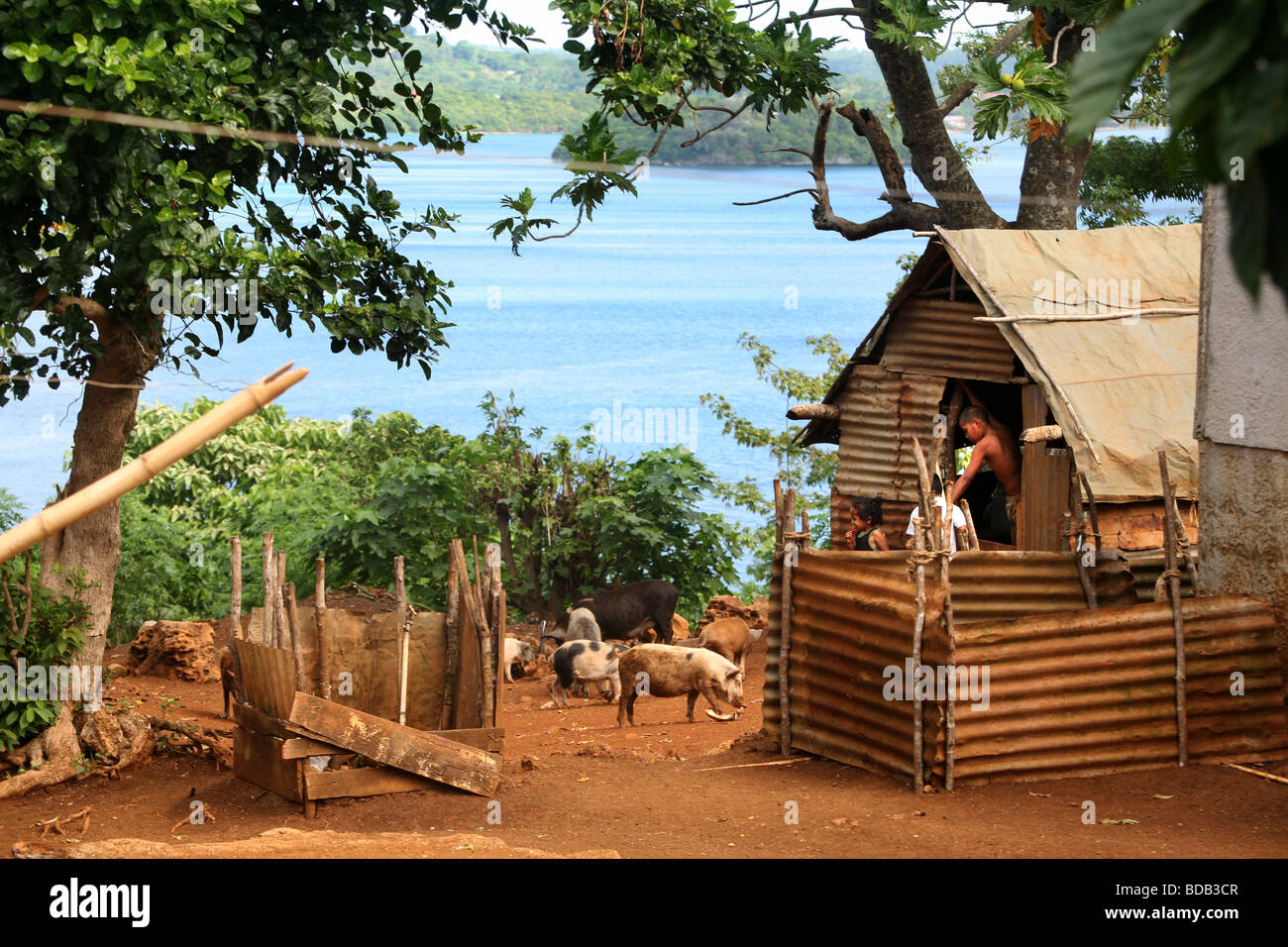 Tongan House with pigs and view of Neiafu Harbor Stock Photo - Alamy