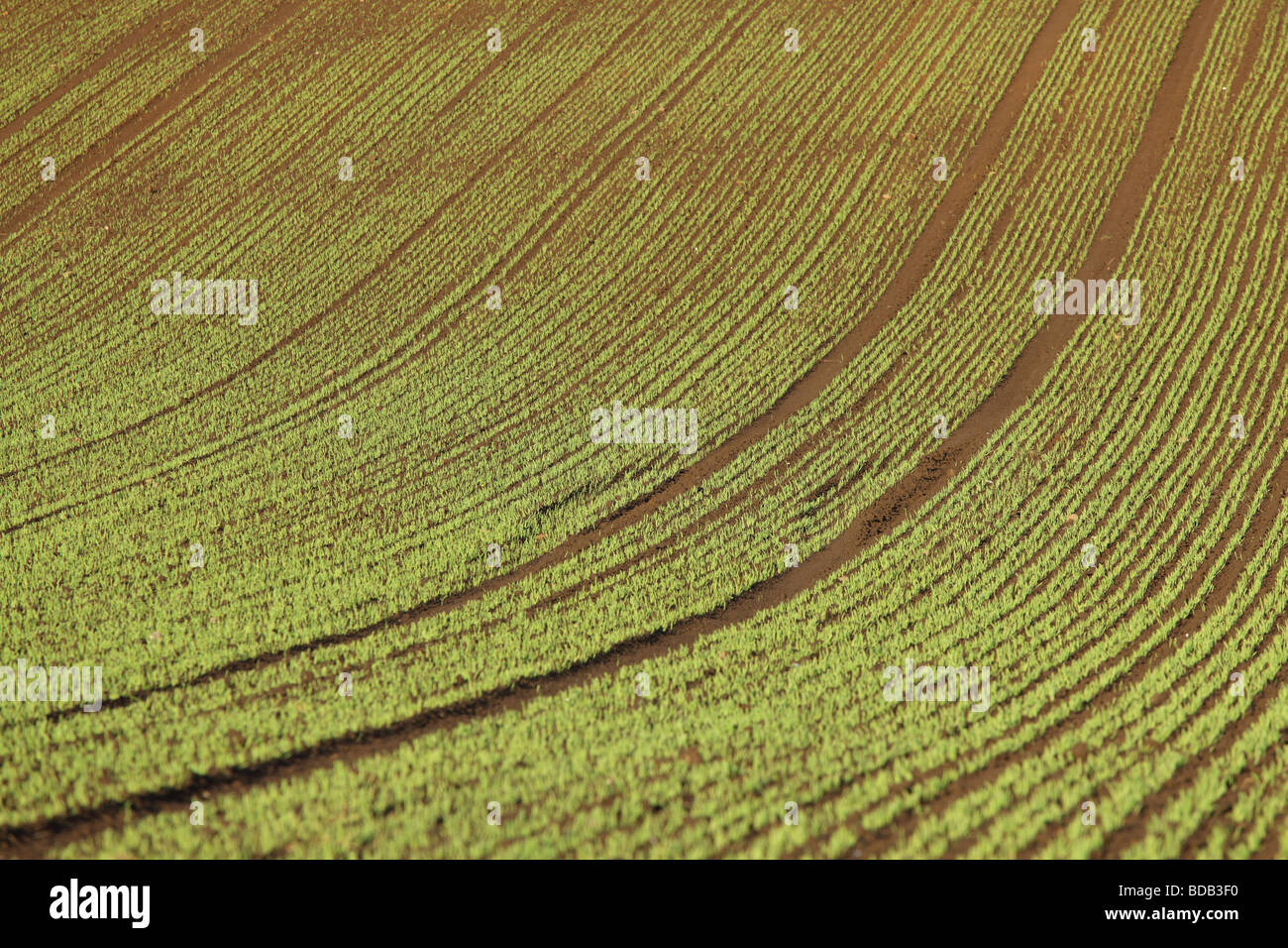 Field of crops growing on a farm in spring, UK Stock Photo - Alamy