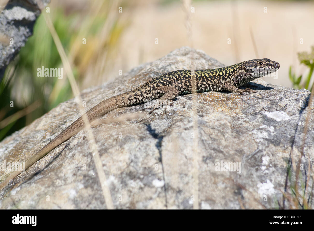 Wall lizard (Podarcis muralis) sunbathing on rocks, Dorset, UK Stock ...