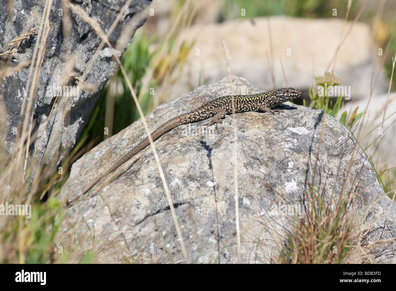 Wall lizard (Podarcis muralis) sunbathing on rocks, Dorset, UK Stock ...