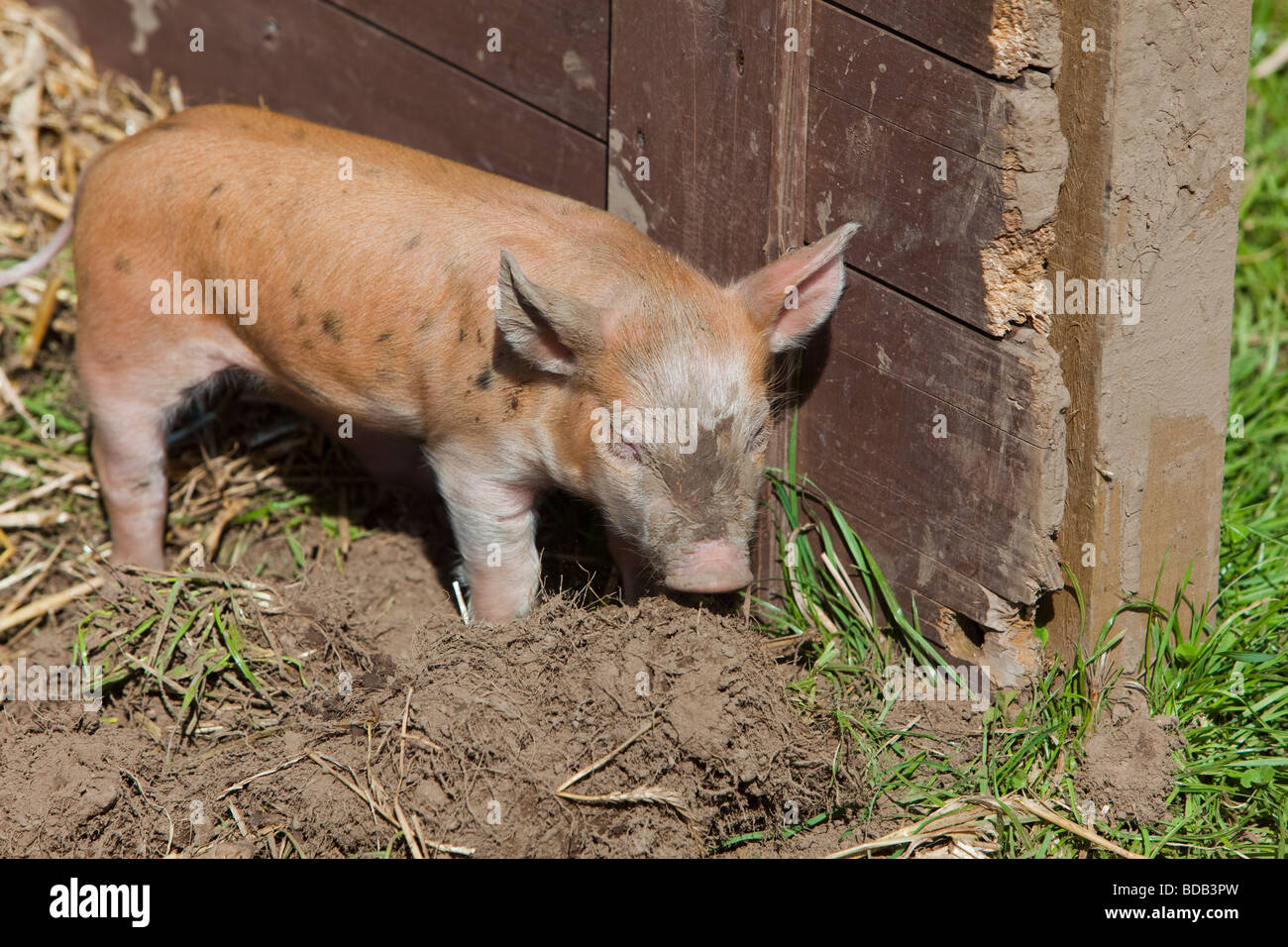 Pietrain hi-res stock photography and images - Alamy