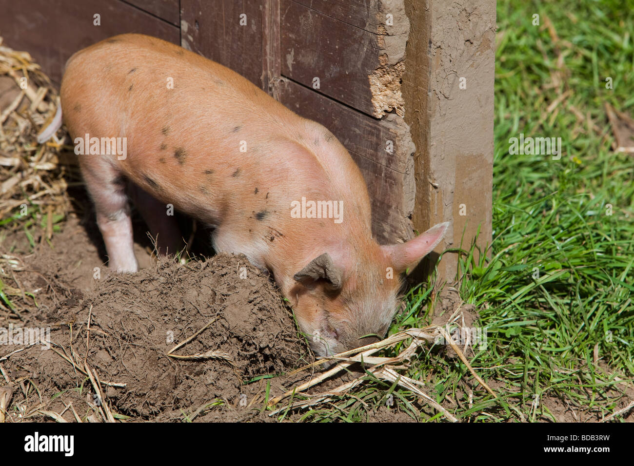 Tamworth Pietrain cross piglet Stock Photo - Alamy