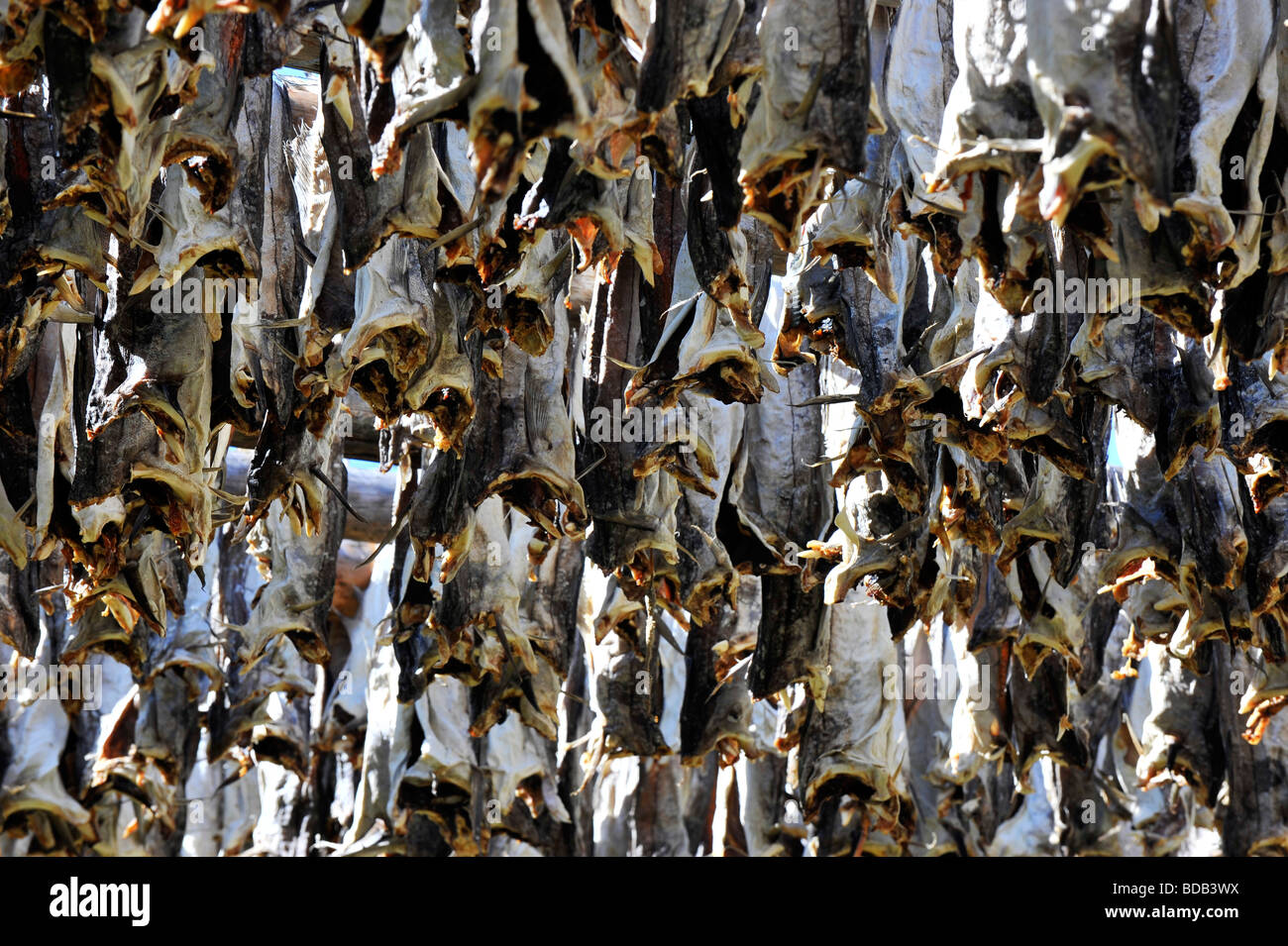 Cod stockfish hanging on wooden racks to dry, Lofoten Norway Stock ...