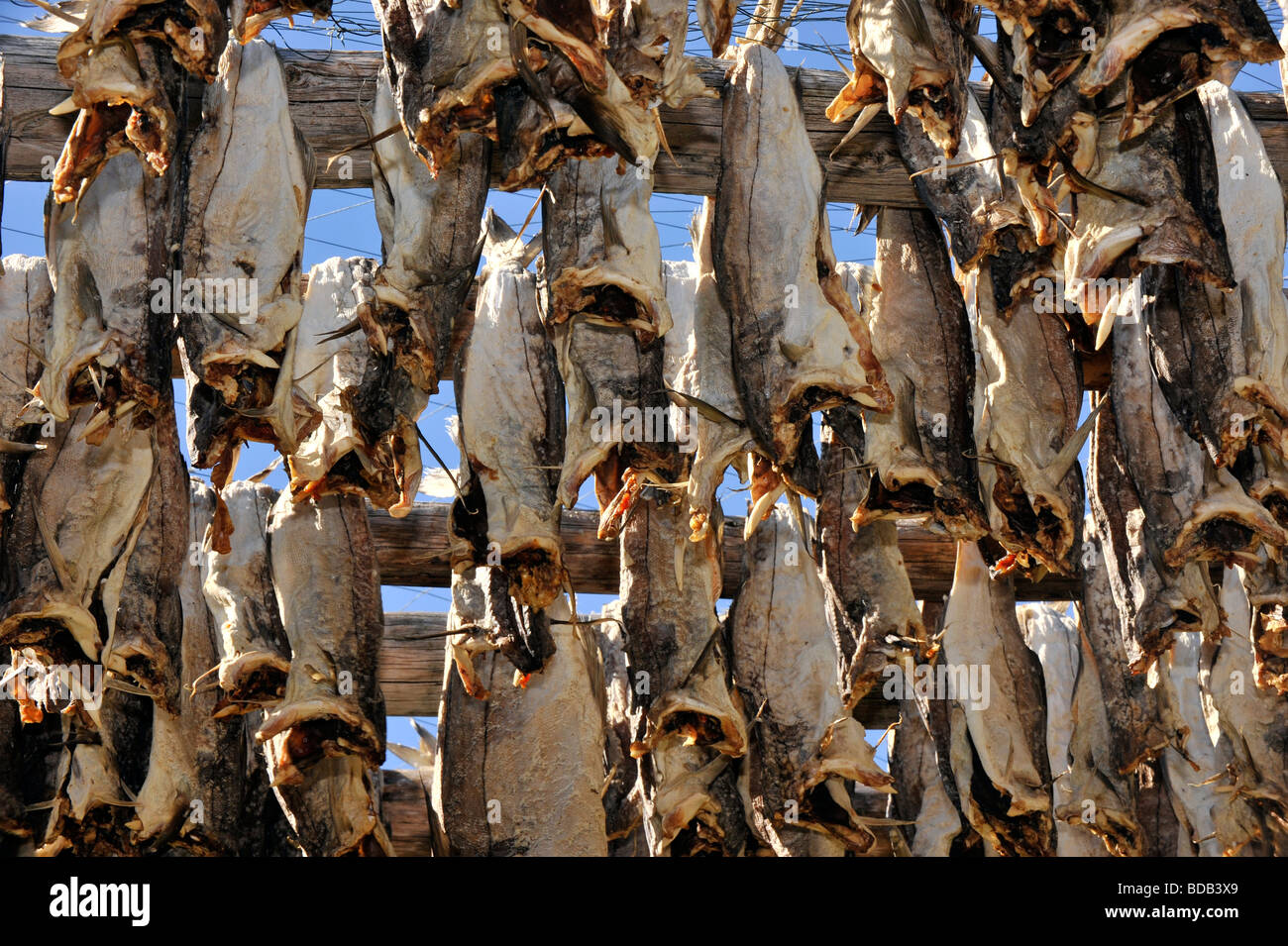 Stockfish on wooden rack hi-res stock photography and images - Alamy