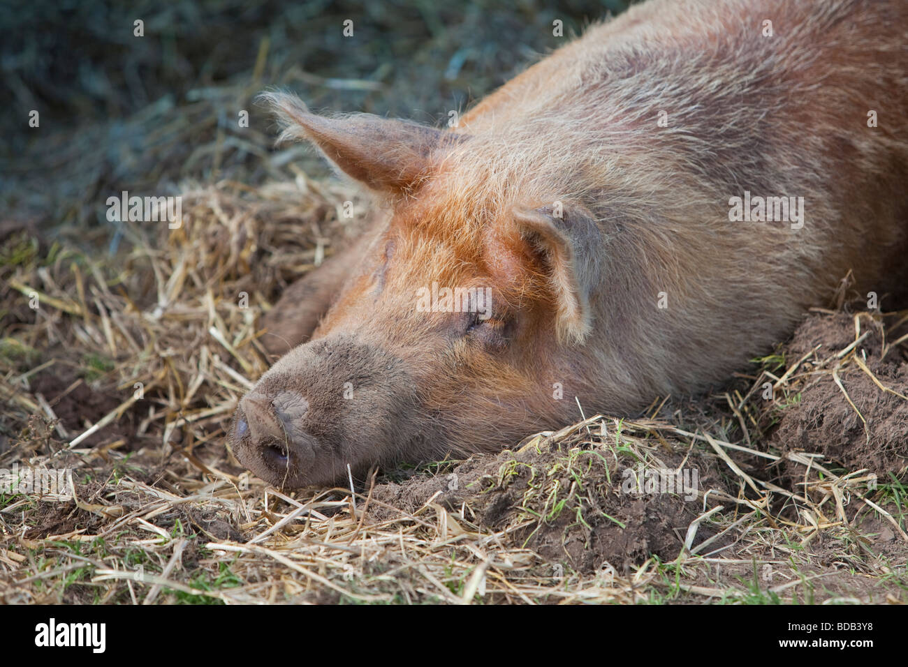 Tamworth rare breed sow pig Stock Photo - Alamy