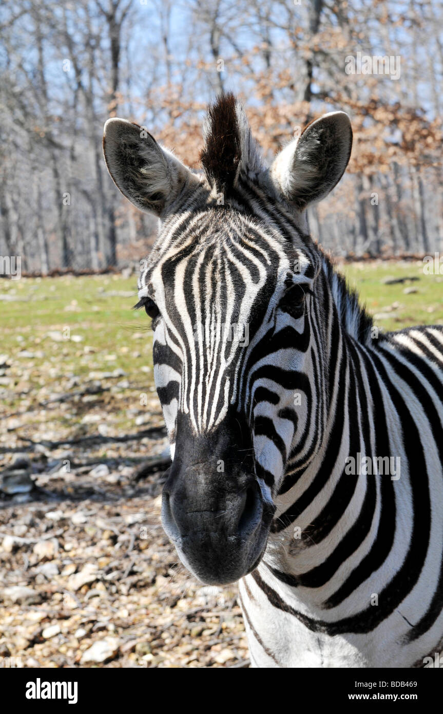 Portrait of African zebra Stock Photo - Alamy