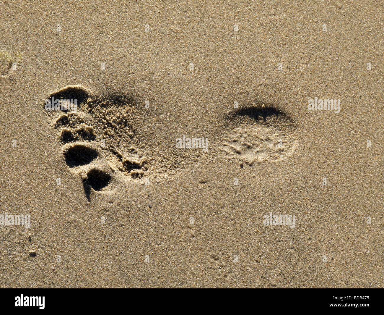 single footprint on sandy beach Stock Photo - Alamy