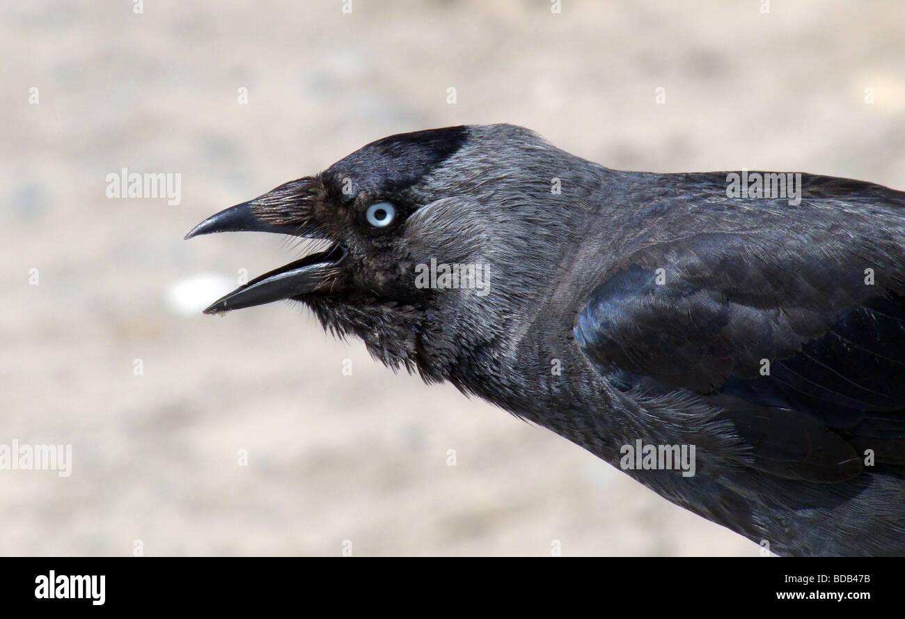 Aggressive looking Jackdaw with open beak, against a plain background ...