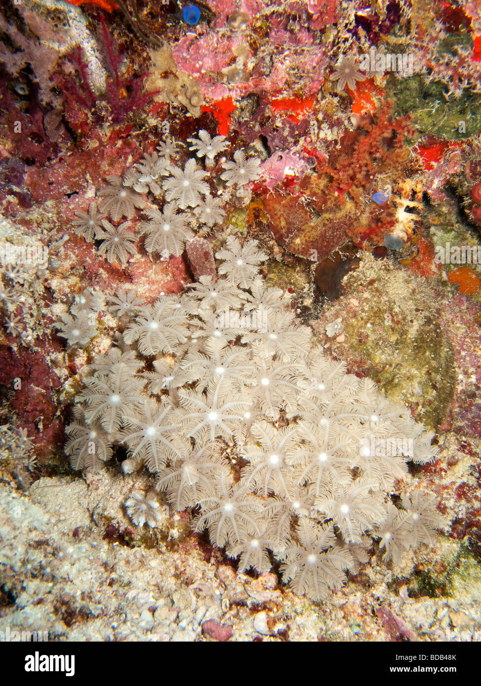 Xenia flower hi-res stock photography and images - Alamy