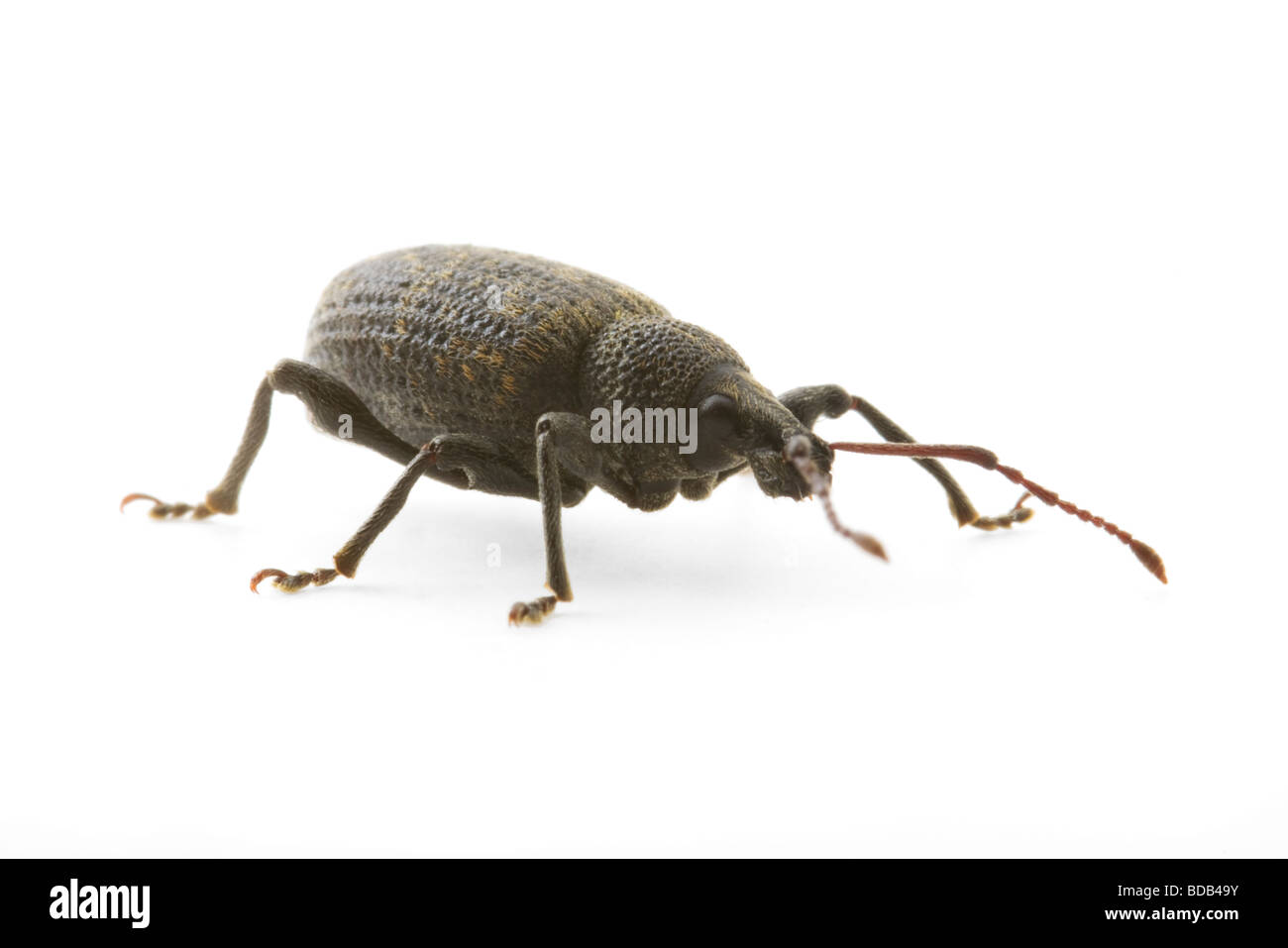 Vine Weevil, Otiorhynchus sulcatus Stock Photo - Alamy