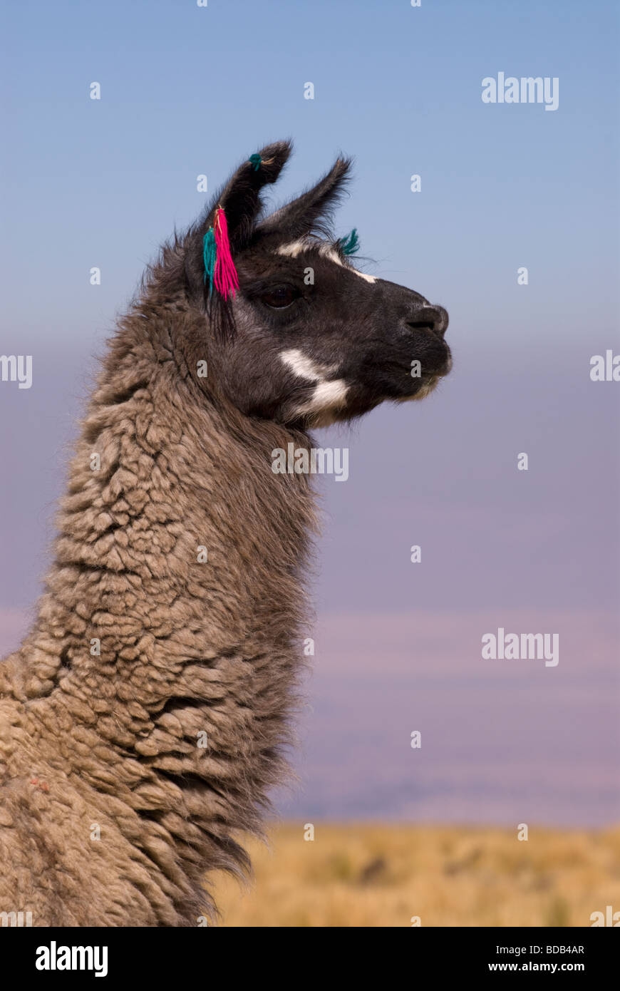Llama (Lama glama) a high altitude Camelid from South America Stock ...