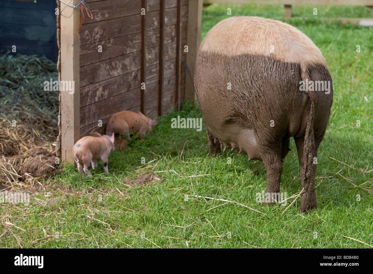 Tamworth rare breed sow pig with piglets Stock Photo - Alamy