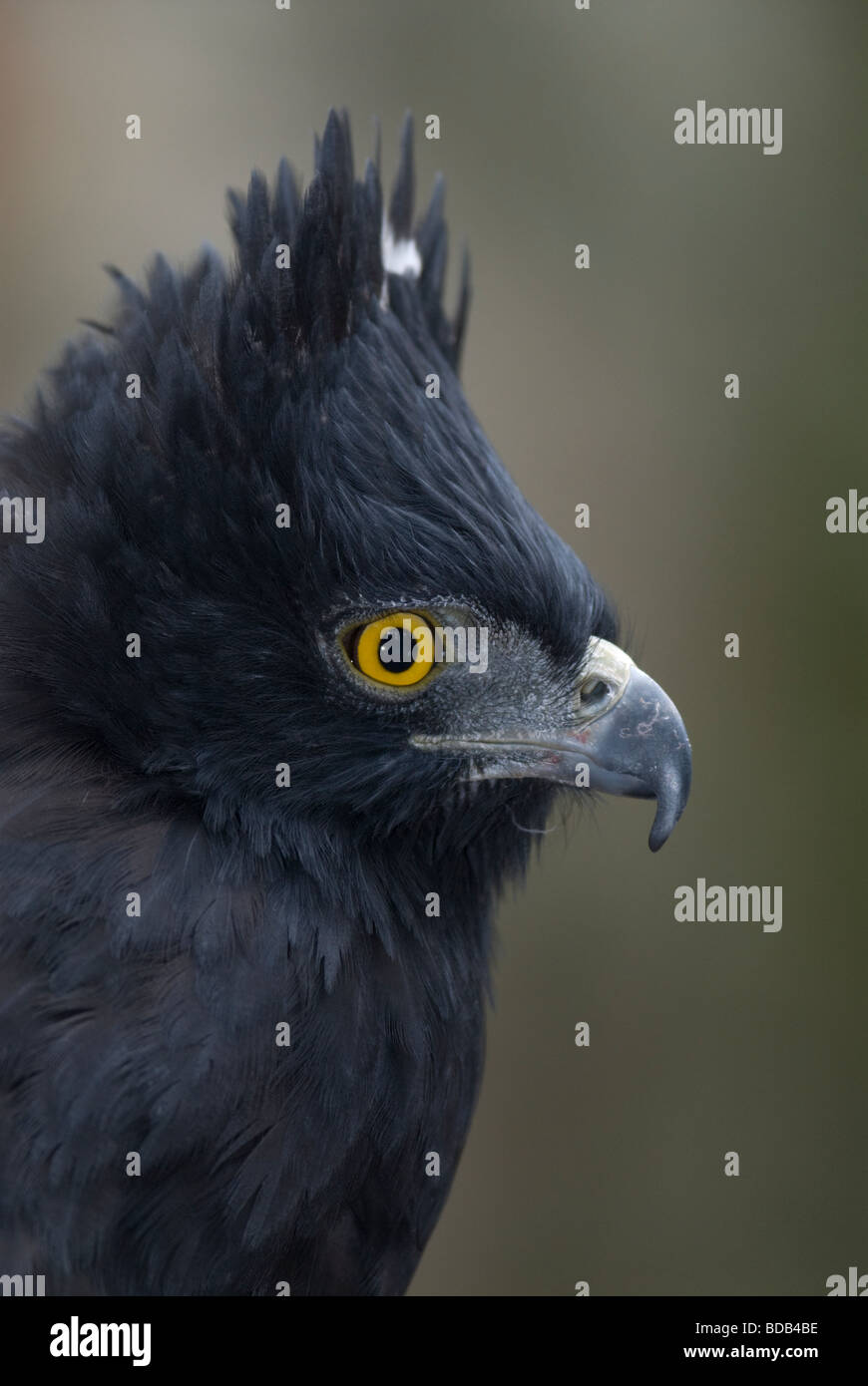 Spizaetus hi-res stock photography and images - Alamy