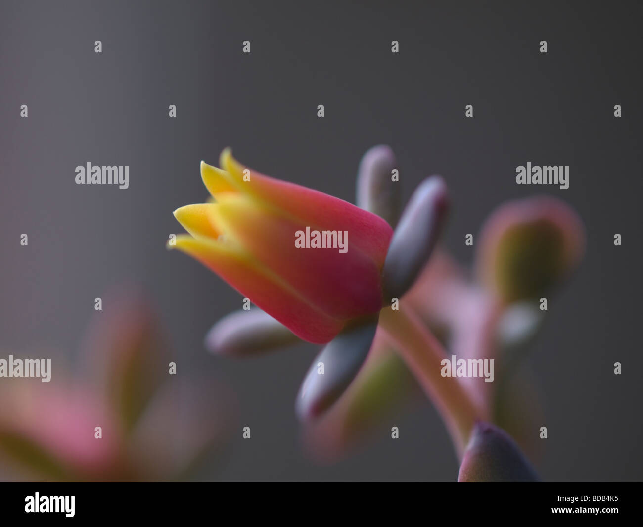 Smooth cactus hi-res stock photography and images - Alamy