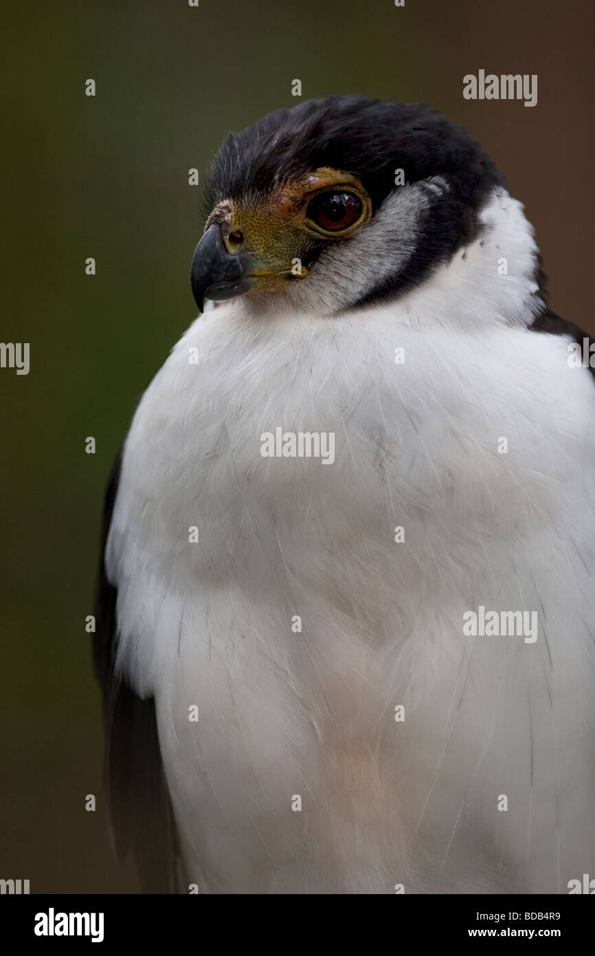 Collared Forest-falcon (Micrastur semitorquatus Stock Photo - Alamy