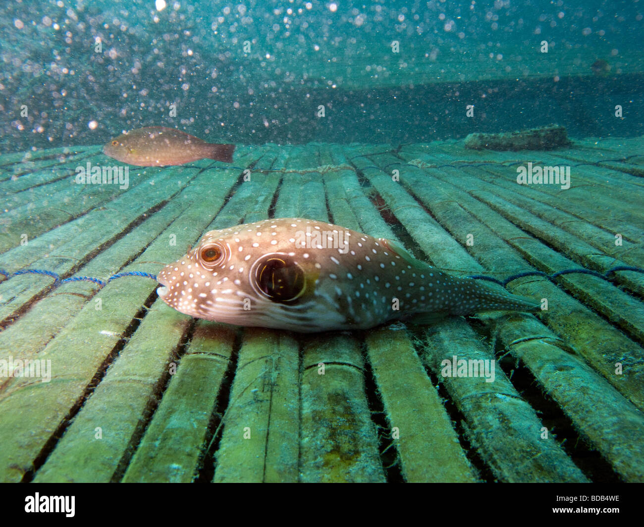Indonesia Sulawesi Wakatobi National Park underwater bristly puffer ...
