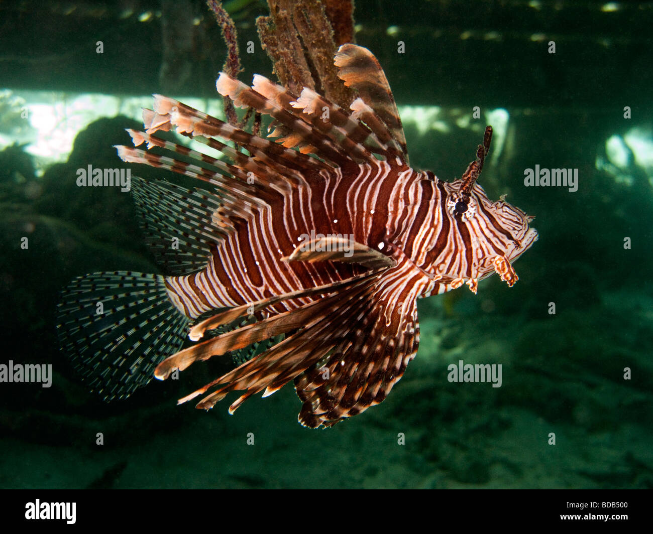 Indonesia Sulawesi Wakatobi National Park coral reef underwater red ...