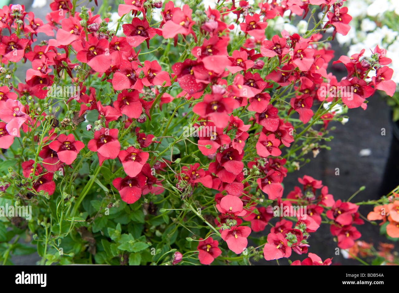 Diascia `Garnet Red`. Semi trailing with a mass of small red flowers ...