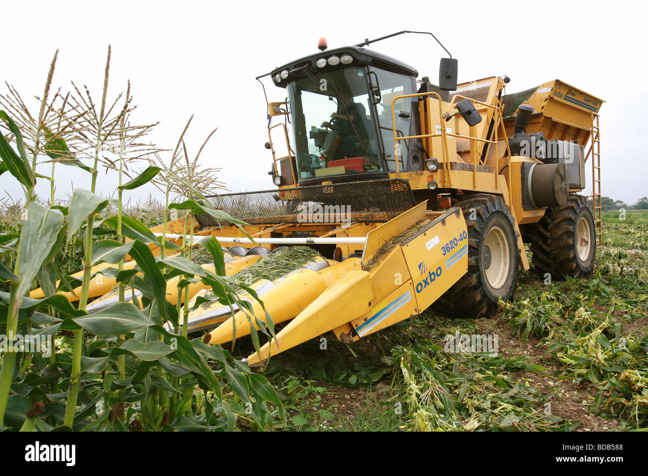 sweetcorn cob harvester Stock Photo - Alamy