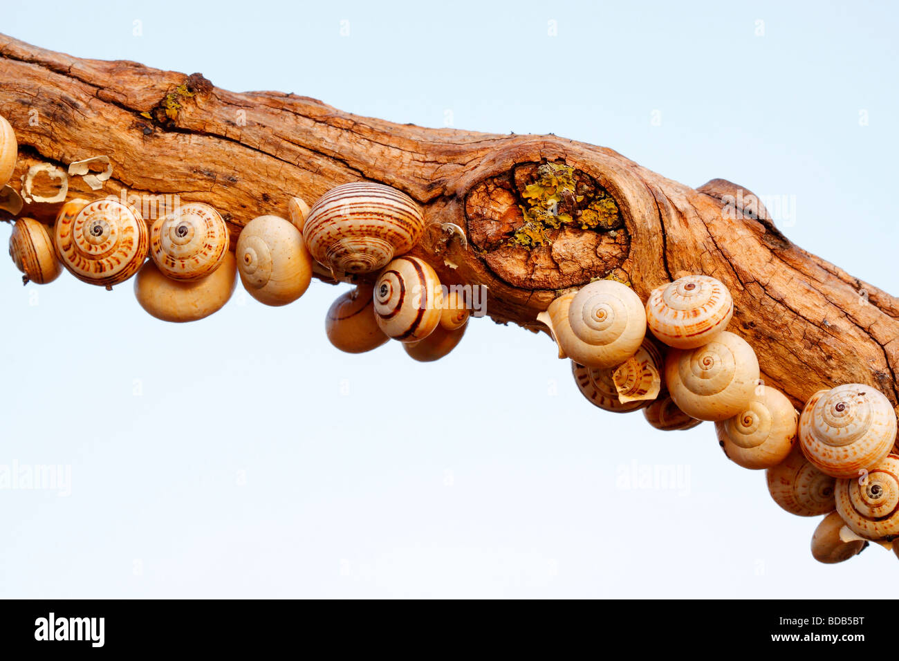Snails on the trunk to escape the heat Alicante Spain Stock Photo - Alamy