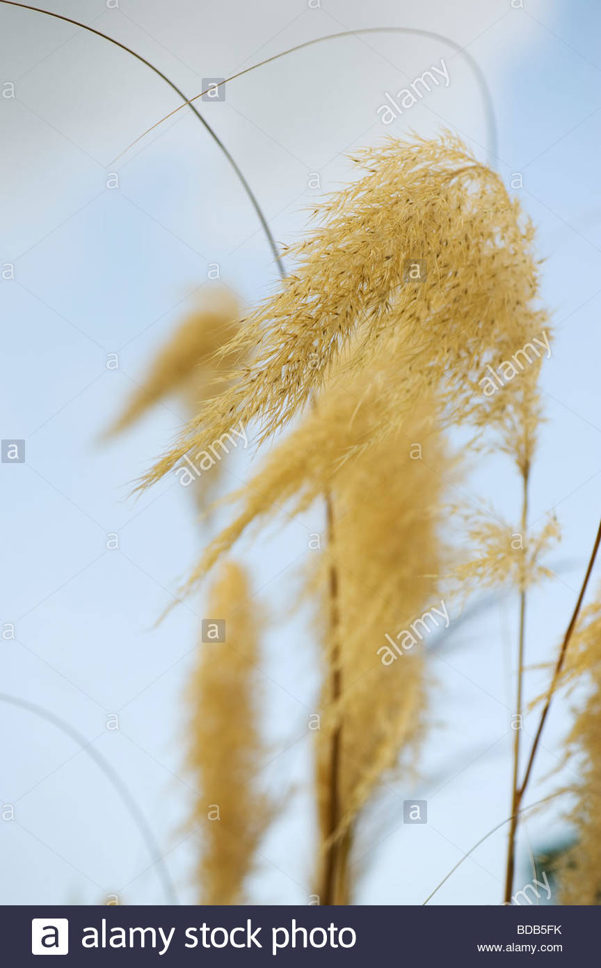 Ornamental Grasses Stock Photos & Ornamental Grasses Stock Images - Alamy
