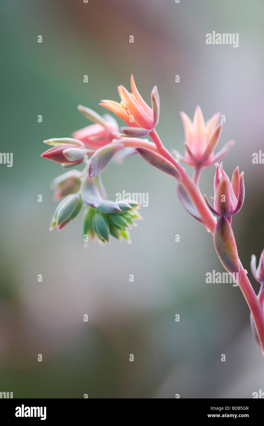 Echeveria 'curly locks' flower Stock Photo - Alamy