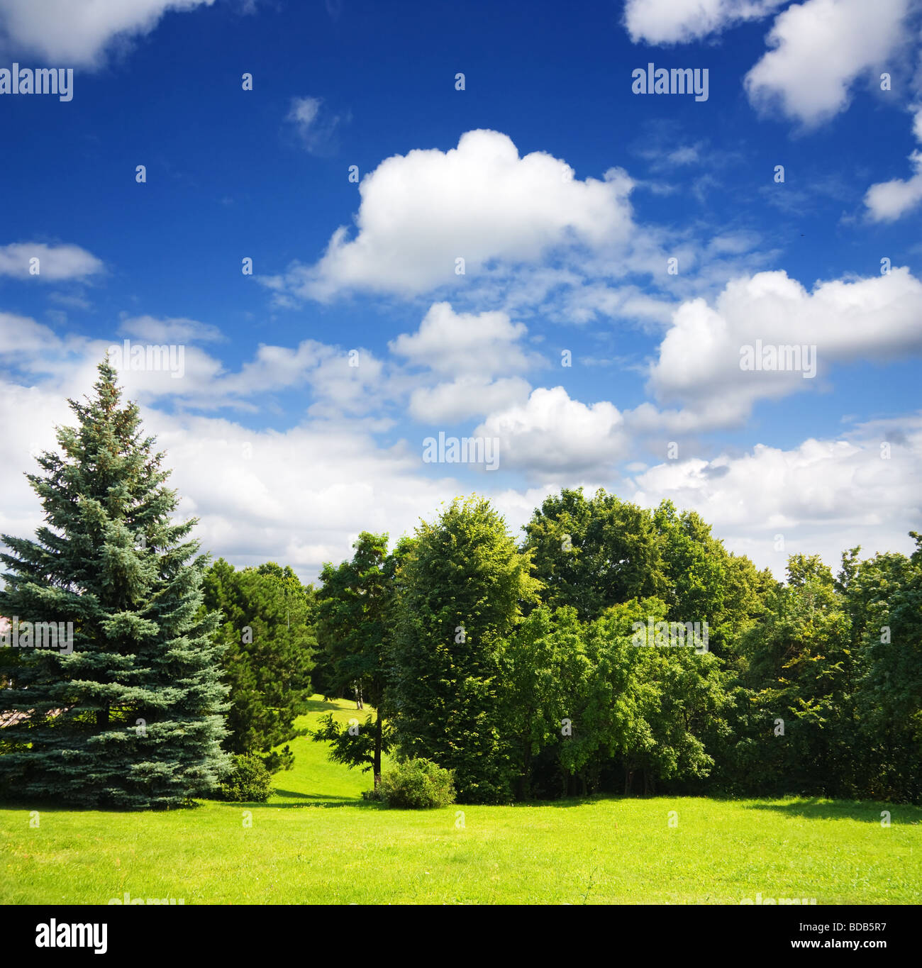 summer park trees Stock Photo - Alamy