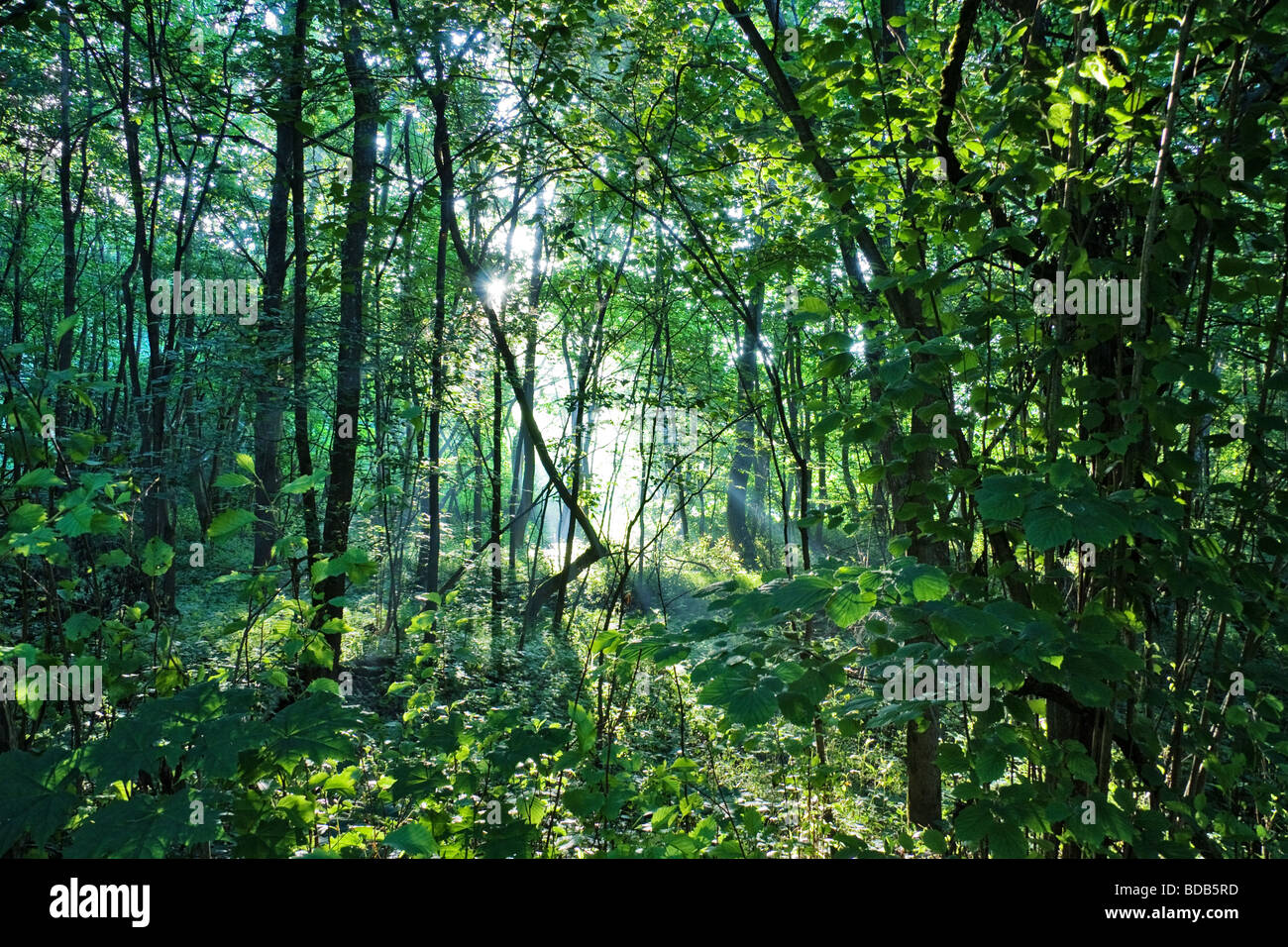 Dawn in the forest Stock Photo - Alamy