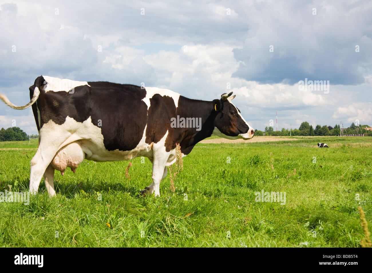 Close up cow face hi-res stock photography and images - Alamy
