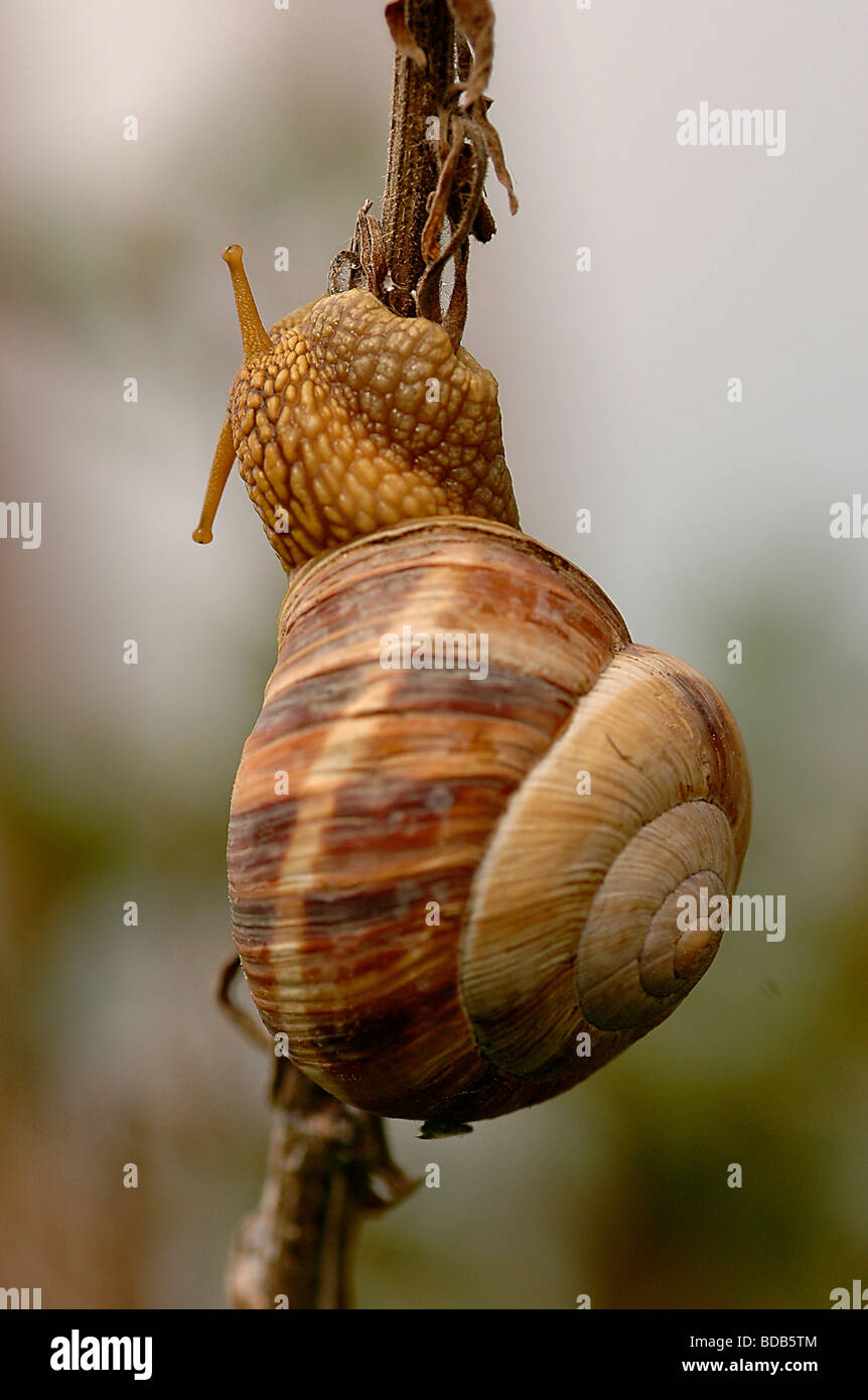 Wing snail hi-res stock photography and images - Alamy