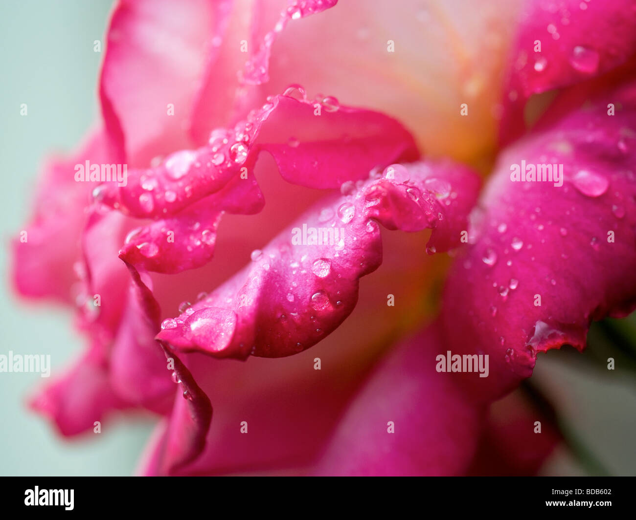 Close up rose hi-res stock photography and images - Alamy