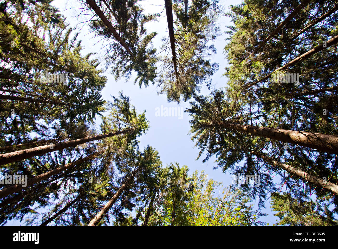 Trees in black forest germany hi-res stock photography and images - Alamy