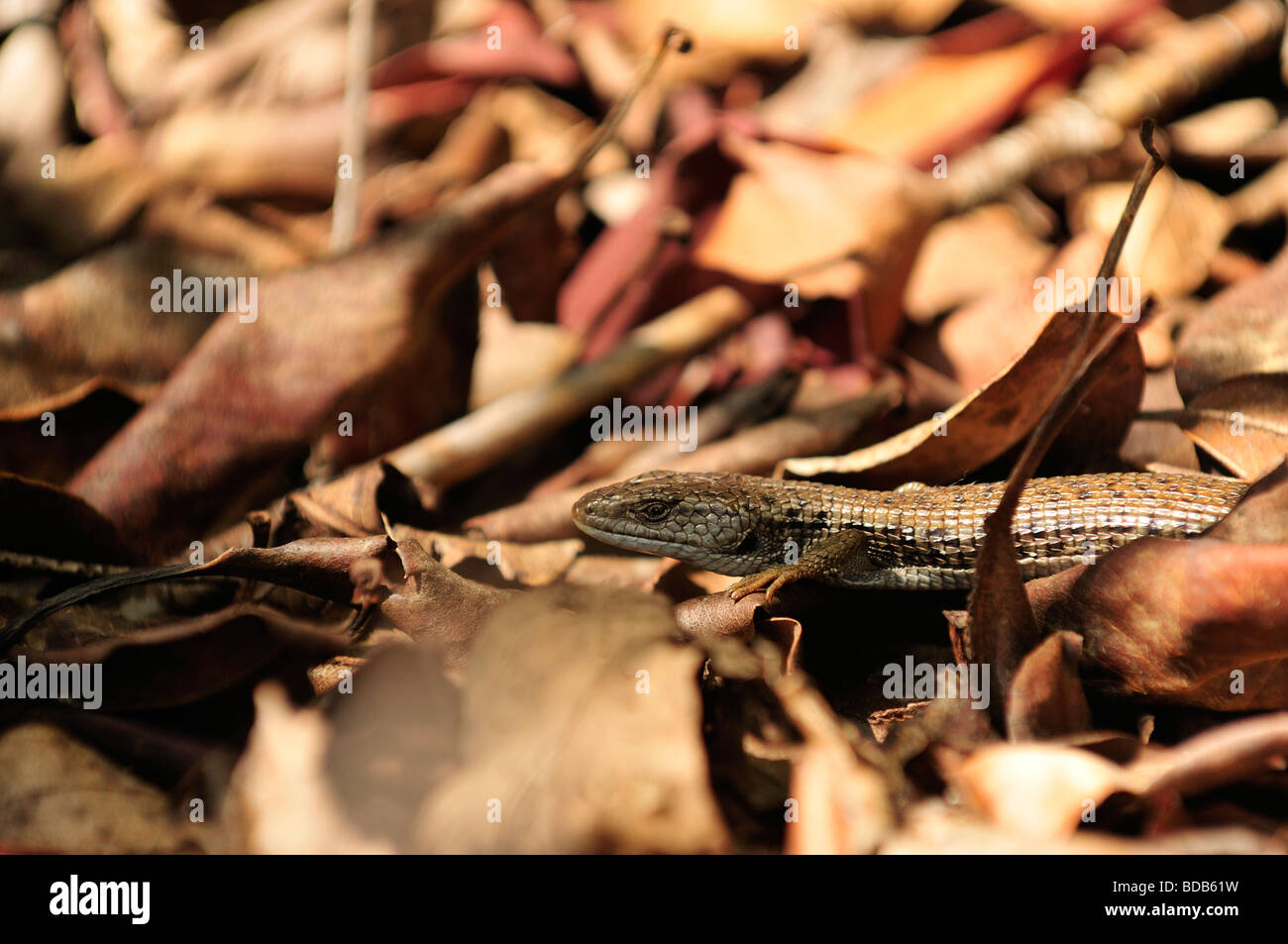 Alligator lizard hi-res stock photography and images - Alamy